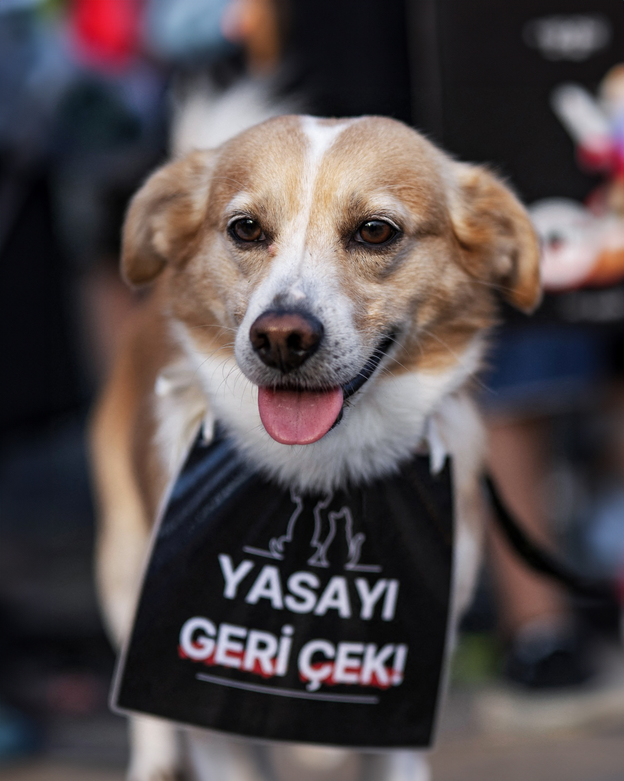 The Cruel "Massacre Law" Targeting Stray Dogs in Turkey - wildartbysam